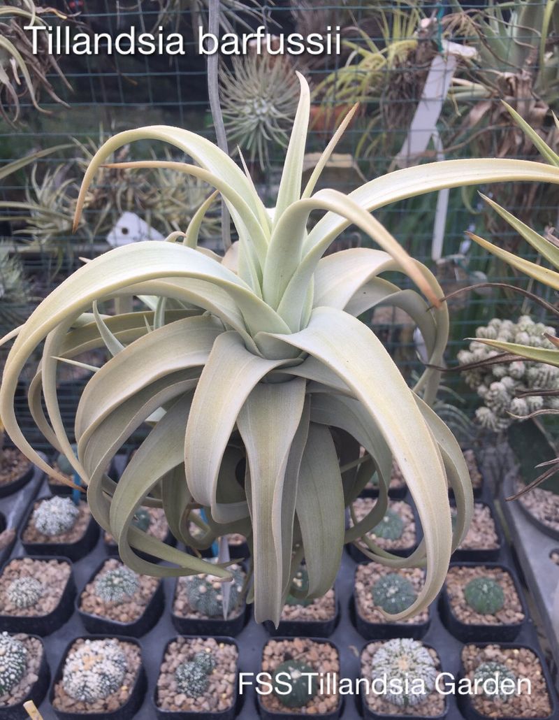 [FSS Tillandsia Garden ] Tillandsia barfussii Paraguay เจ้าตัวนี้หายาก ...