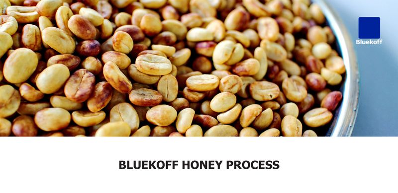 [Bluekoff] Bluekoff Honey Process Honey Process กระบวนการโปรเซสที่ขึ้น ...