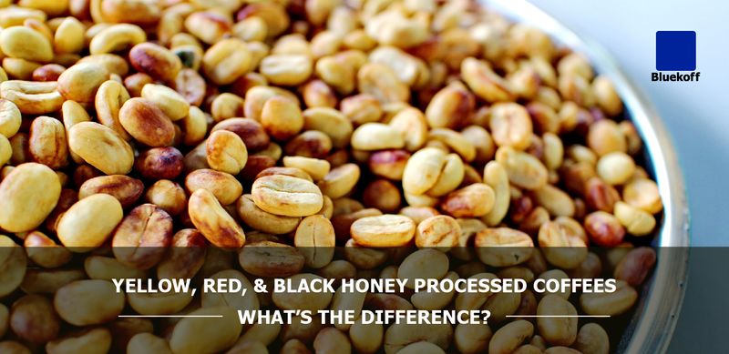 [Bluekoff] ความแตกต่างระหว่าง Yellow Honey, Red Honey & Black Honey ...