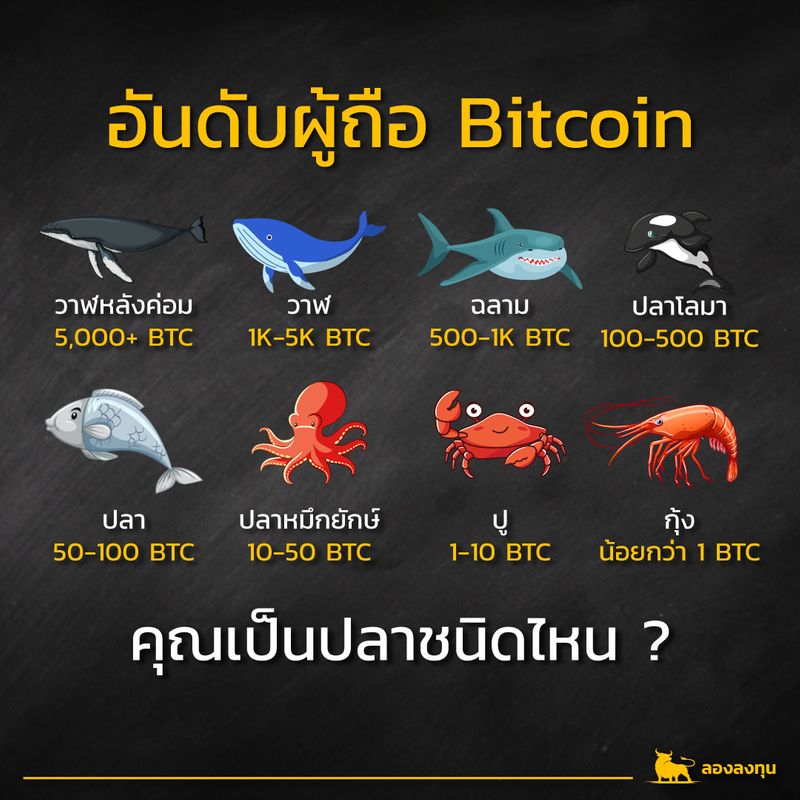 [ลองลงทุน] อันดับผู้ถือ Bitcoin วาฬหลังค่อม 5,000+ BTC วาฬ 1K-5K BTC ฉลาม 500-1K BTC ปลาโลมา 100 ...