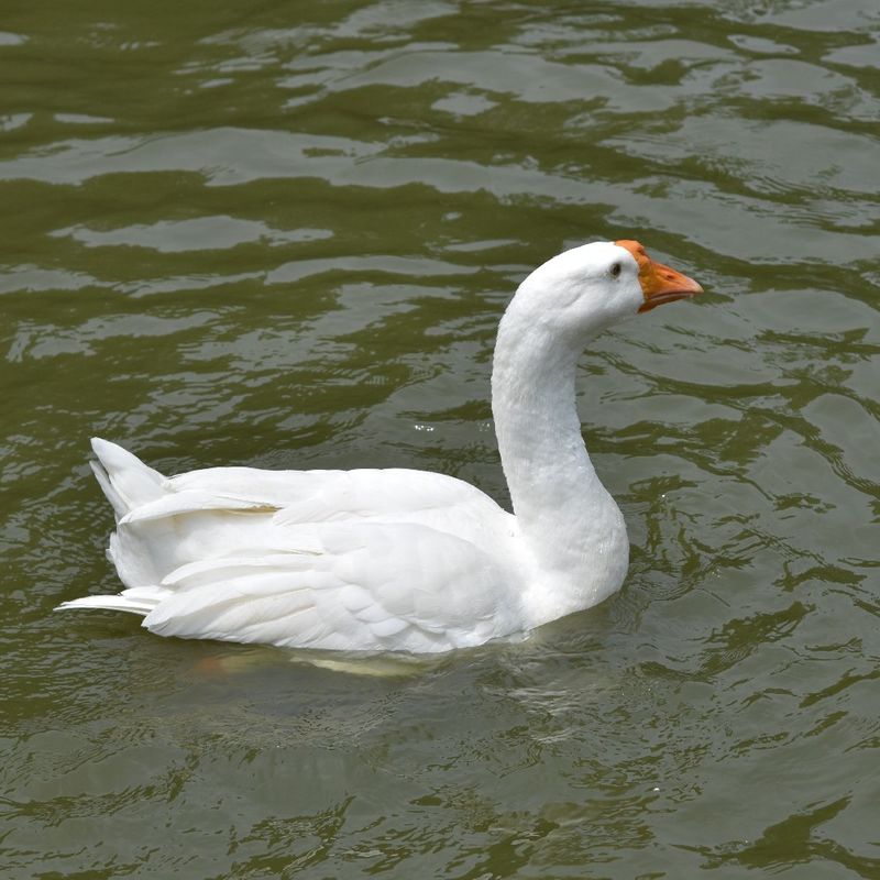 [Goose man] การศึกษายังยึดอยู่ในกรอบเดิมๆอยู่เลยครับ หลักสูตรกว่าจะ ...