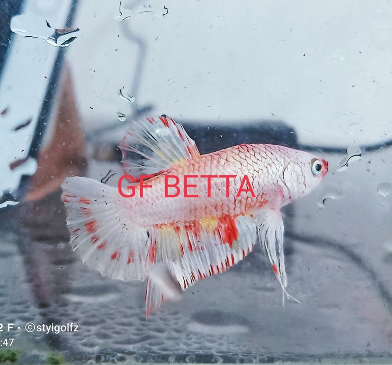 [AorAr 's Fish Condo & Betta Splendens.] https://www.lazada.co.th/shop/gf-betta-studio-ltd