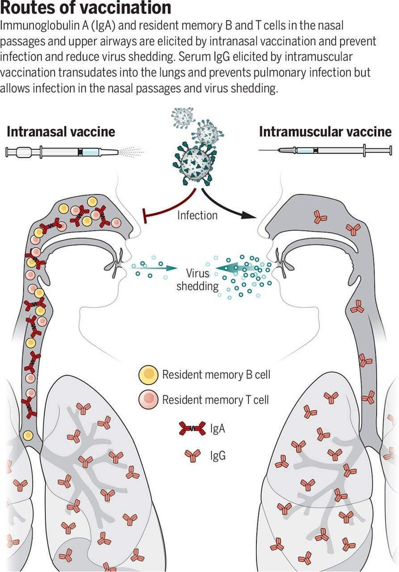 [เขียนเล่าเท่าที่รู้ 😊] Intranasal vaccine : ทางเลือกใหม่ในการป้องกันโค ...