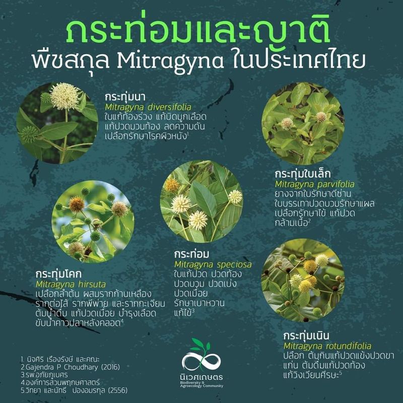 [บานเย็น เกษตรออนไลน์ ปรับสภาพดิน ยุค 5G] 🔴ไม่ได้มีเฉพาะ “กระท่อม ...