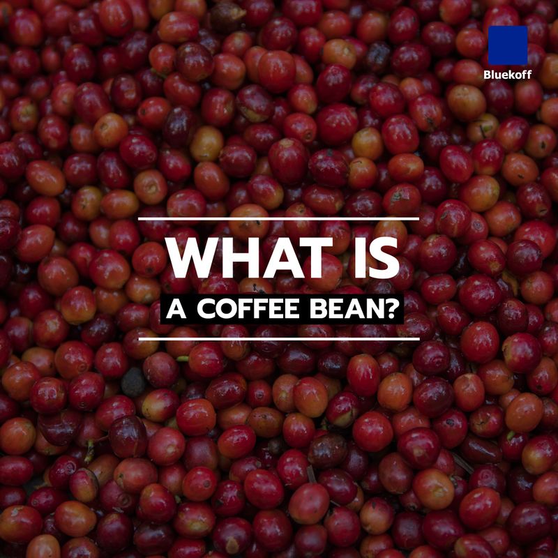 [Bluekoff] What is a Coffee Bean? คุณรู้ไหมว่าผลกาแฟนั้นจะประกอบไปด้วย ...