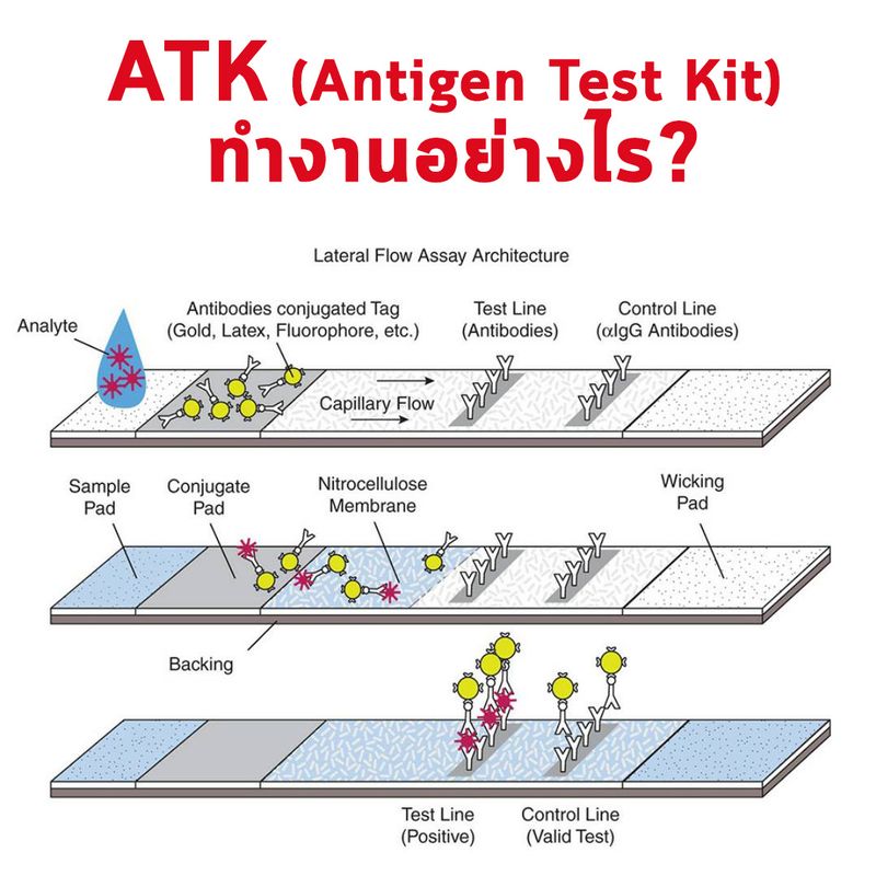 [นิตยสารสาระวิทย์] ATK (Antigen Test Kit) ทำงานอย่างไร? หลักการของ ATK ...