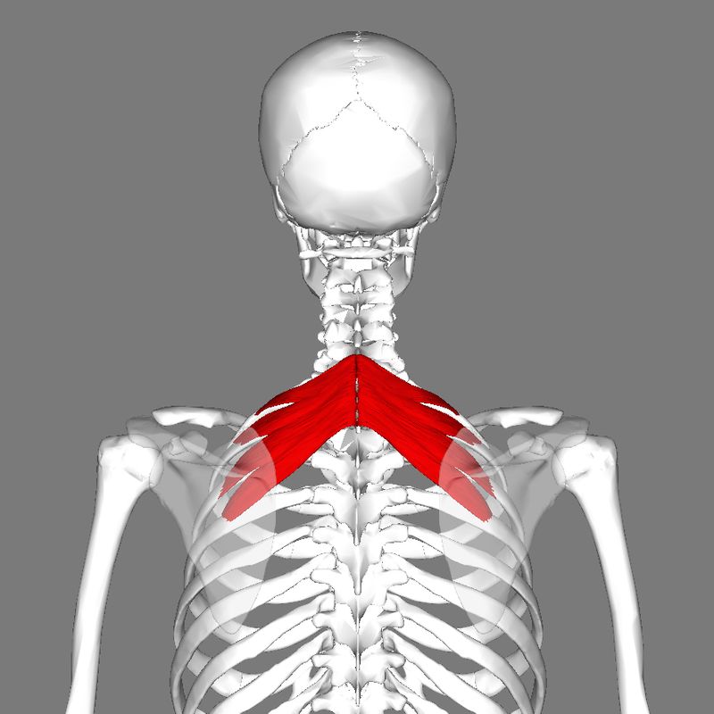 [Knowledge&Soul] Muscle of the Back Intermediate layer The intermediate ...