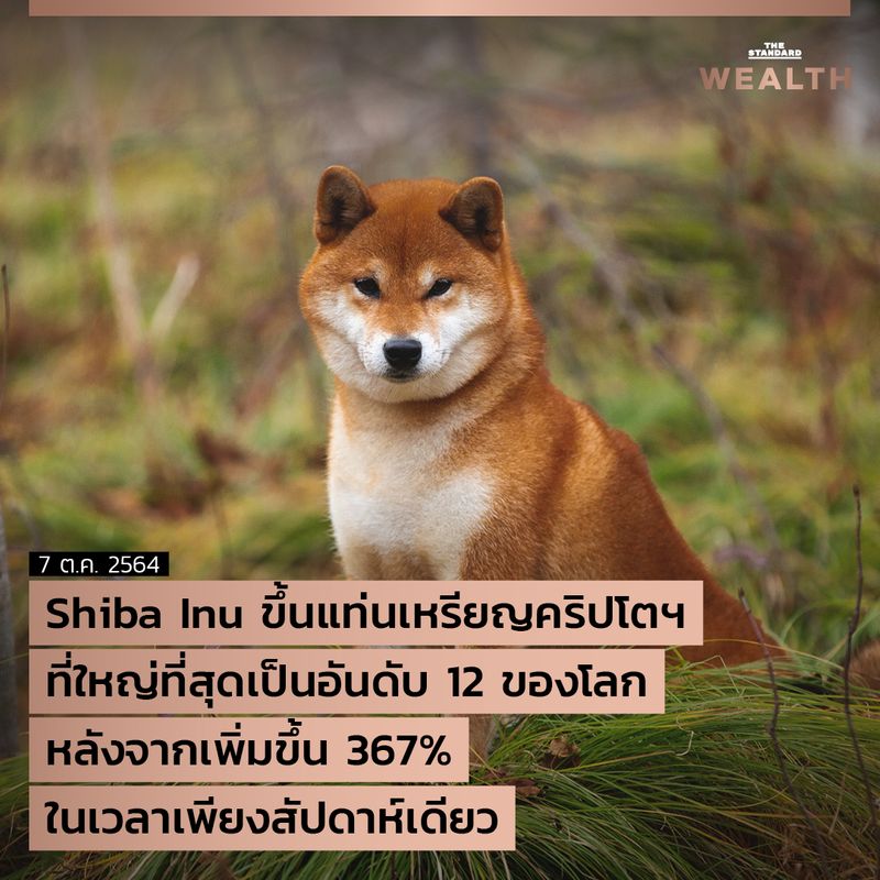 [THE STANDARD WEALTH] Shiba Inu ขึ้นแท่นเหรียญคริปโตฯ ที่ใหญ่ที่สุดเป็น ...