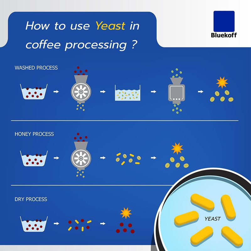 [Bluekoff] Yeast Process กระบวนแปรรูปกาแฟโดยใช้ยีสต์? Yeast Process ...