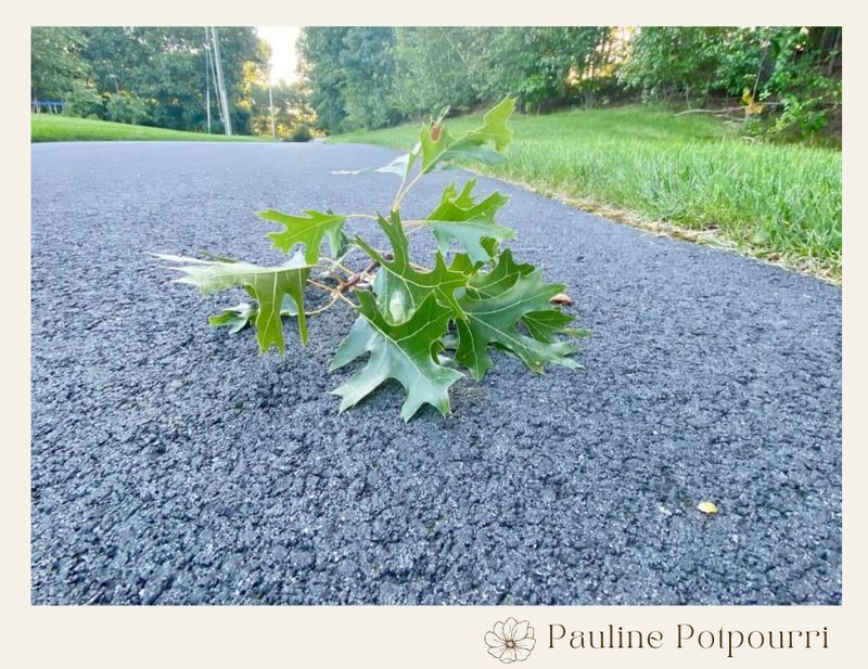 Pauline Potpourri Cochituate Rail Trail Cochituate pauline-potpourri-cochituate-rail-trail-cochituate