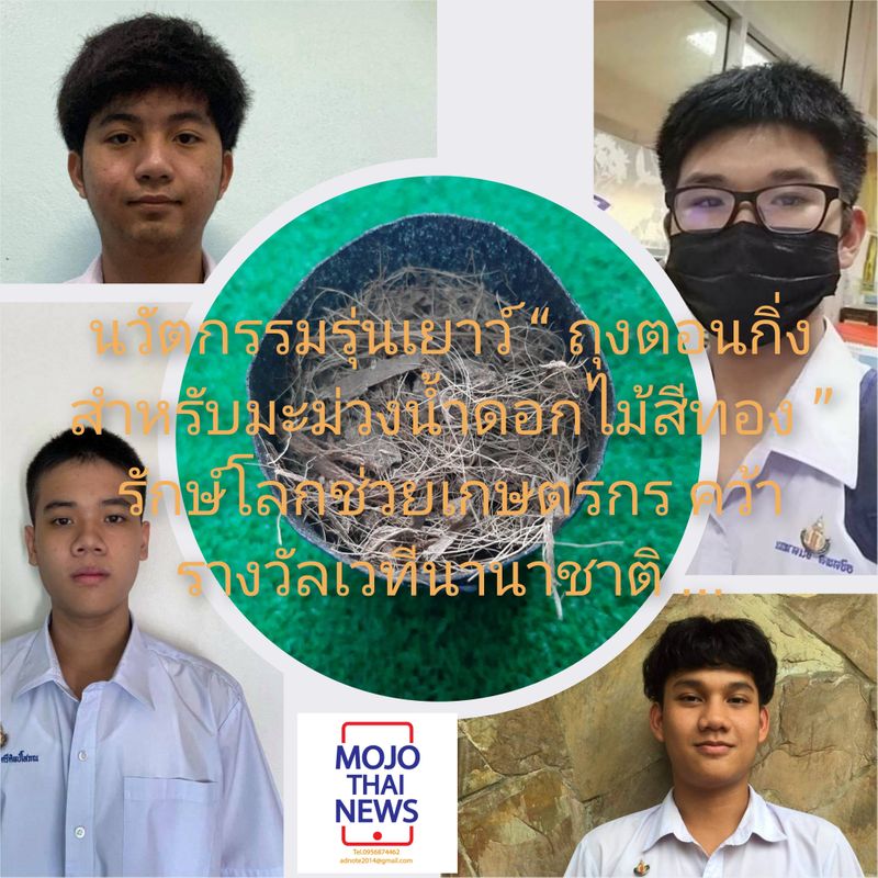 [MOJO THAI NEWS] นวัตกรรมรุ่นเยาว์ เก่ง พัฒนา “ ถุงตอนกิ่งสำหรับมะม่วงน้ำดอกไม้สีทอง ” รักษ์โลก ...