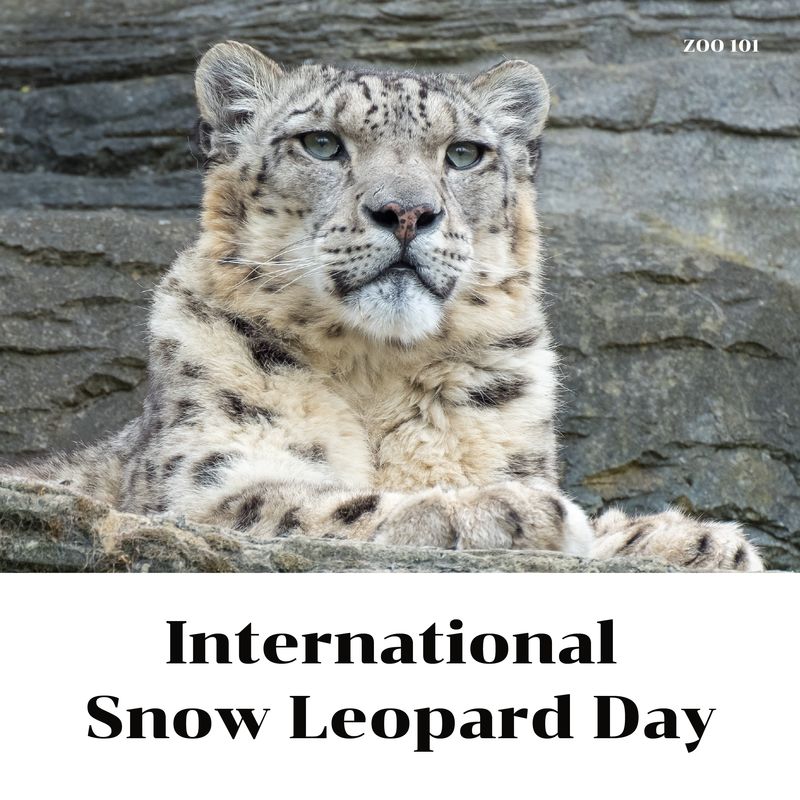 [ZOO 101] International Snow Leopard Day เสือดาวหิมะ ทำไมต้องเอาปากคาบ ...