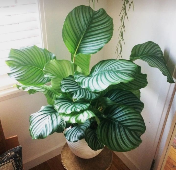 [ Botanic garden by Dr. Varin] เปิดสวนให้ชมความงามยามราตรีนะคะ ขอเล่า ...