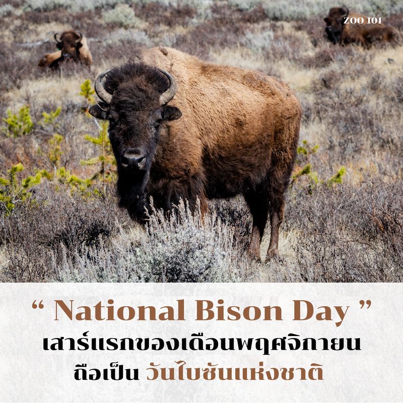 [ZOO 101] National Bison Day เสาร์แรกของเดือนพฤศจิกายนเป็นวันไบซัน ...