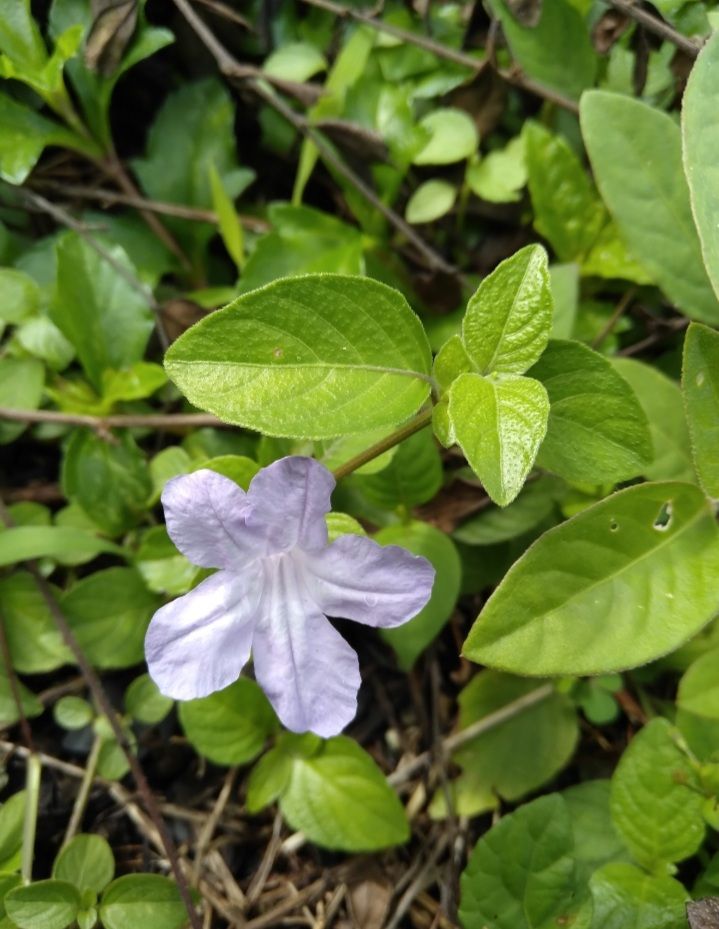[Everythinghobby] ดอกไม้ริมทาง "Bell weed" -Dipteracanthus prostratus ...