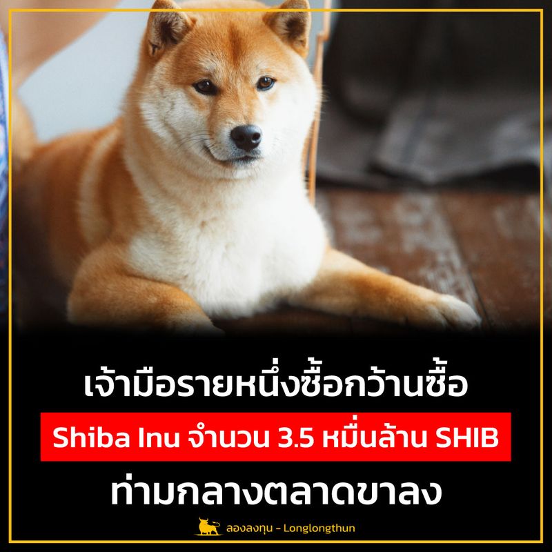 [ลองลงทุน] 2021เจ้ามือรายหนึ่งซื้อกว้านซื้อ Shiba Inu จำนวน 3.5 หมื่นล้าน SHIB ท่ามกลางตลาดขาลง ...