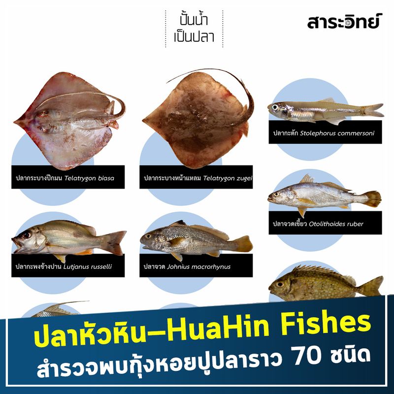 [นิตยสารสาระวิทย์] ปลาหัวหิน—HuaHin Fishes หนีโควิดมาพักร้อนยาวๆ ที่หัว ...