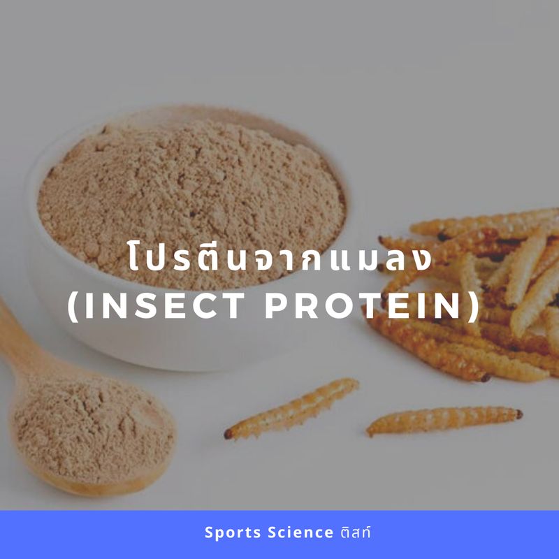 [Sports Science ติสท์] โปรตีนจากแมลง (Insect protein) แหล่งโปรตีนจาก ...