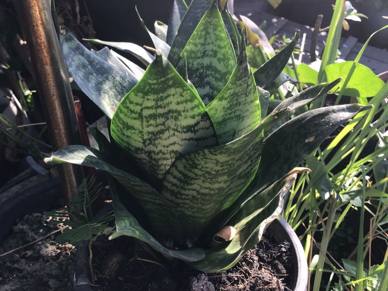 [nn] “ลิ้นมังกร” เป็นต้นไม้ที่มีความแข็งแรง ทนทาน ดูแลง่าย เป็นต้นไม้ ...