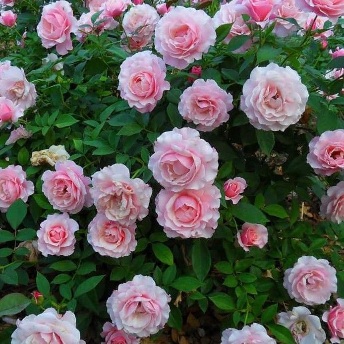 [nasuda Watcharathanasek]