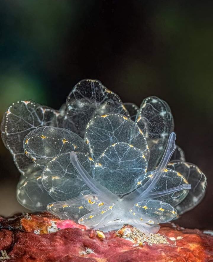 [Everythinghobby] Cyerce elegans (Sea slug ปลิงทะเล ) ที่บาหลี ภาพโดย ...