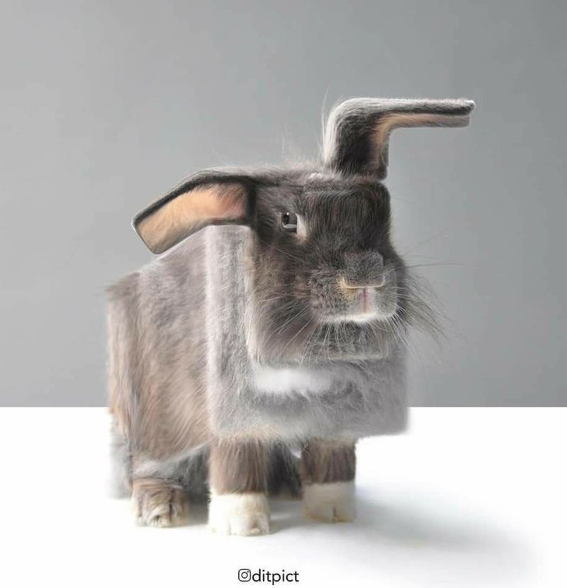 [Amazing Design Ideas] เปลี่ยนสัตว์ให้มีรูปร่างเหมือนลูกบาศก์ (Square ...