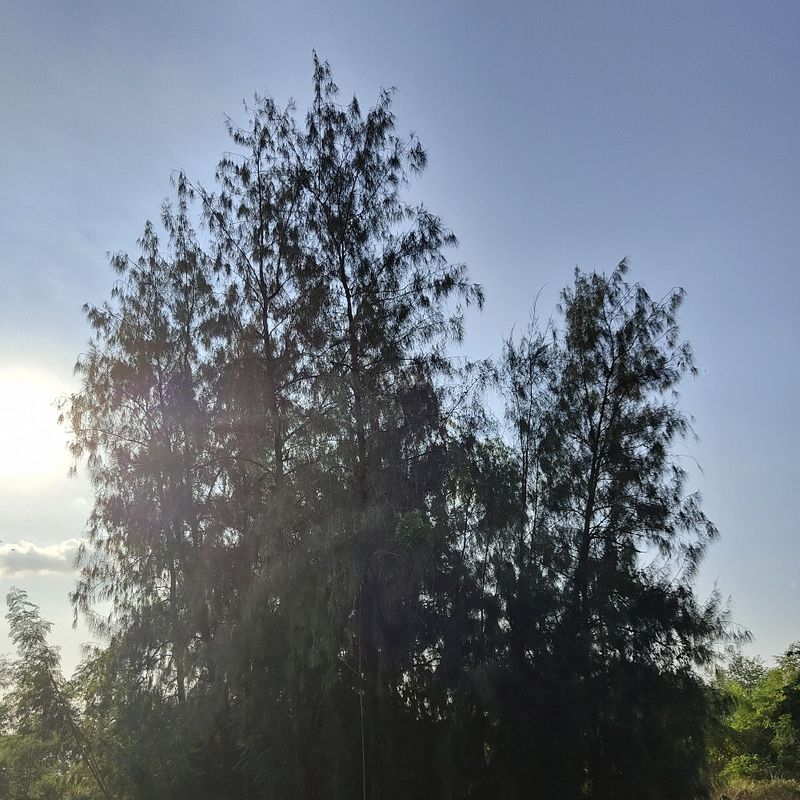 [Agri.Text] ความย้อนแย้งกลไกข้าวกับทิศทางประเทศ คนไทยทุกคนทราบดีว่าข้าว ...