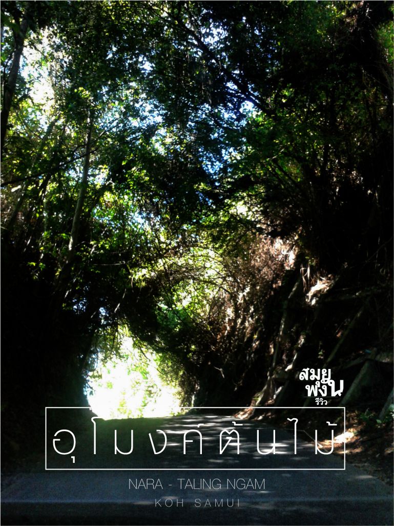 [Samui - Phangan REView] อุโมงค์ต้นไม้ (Tree Tunnel) น่าจะมีที่เดียวบน ...