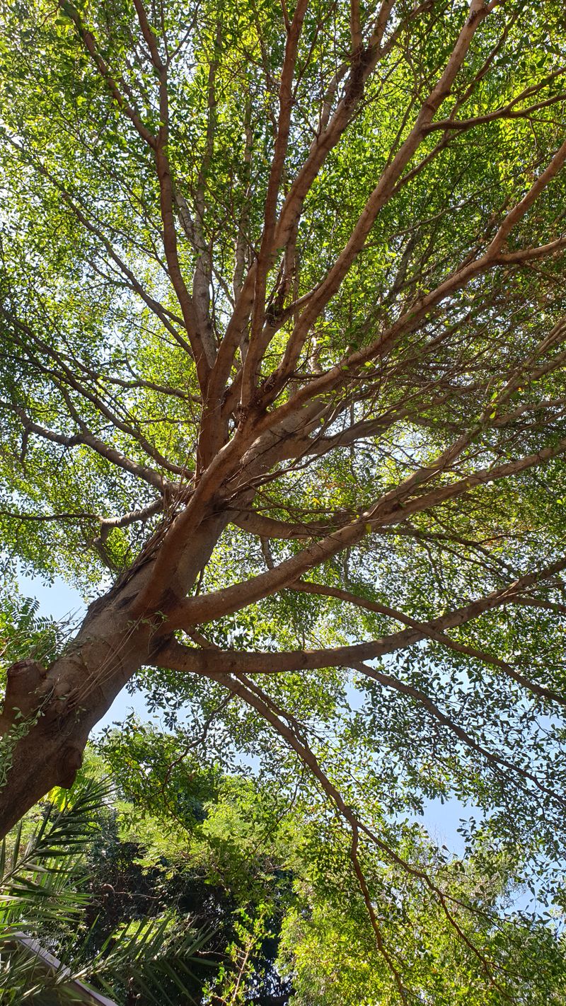 [Varaya Yoga 🌳 วารยา โยคะ 🧘] EP. 1 "การฟังเสียง.. ร่างกายตนเอง" หลัง ...