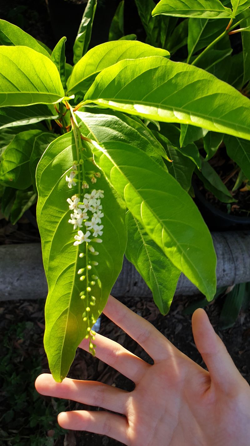 [Varaya Yoga 🌳 วารยา โยคะ 🧘] วัตถุประสงค์ของเพจ