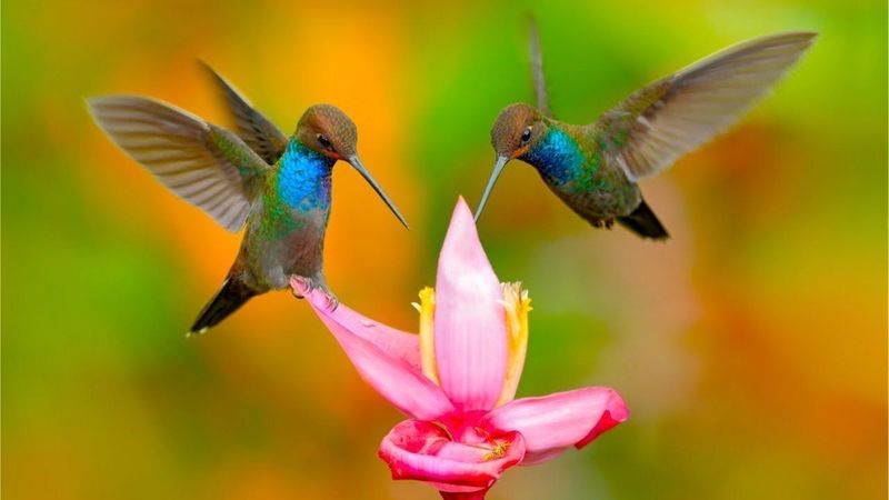 [Everythinghobby] เพลงสำหรับผ่อนคลาย... Tim Janis