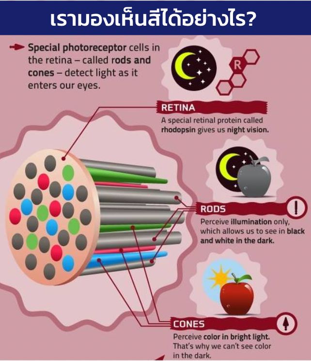 [Thai Optical Group] เรามองเห็นสีได้อย่างไร? เรตินาจะมีเซลล์รับแสง 2 ...
