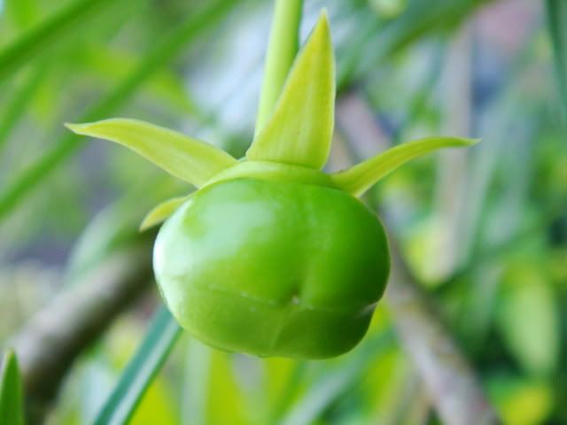 [อยากเป็นนักพิษวิทยา] สวัสดีครับ วันนี้เราจะพูดถึงต้นไม้ต้นหนึ่งที่ดอก ...