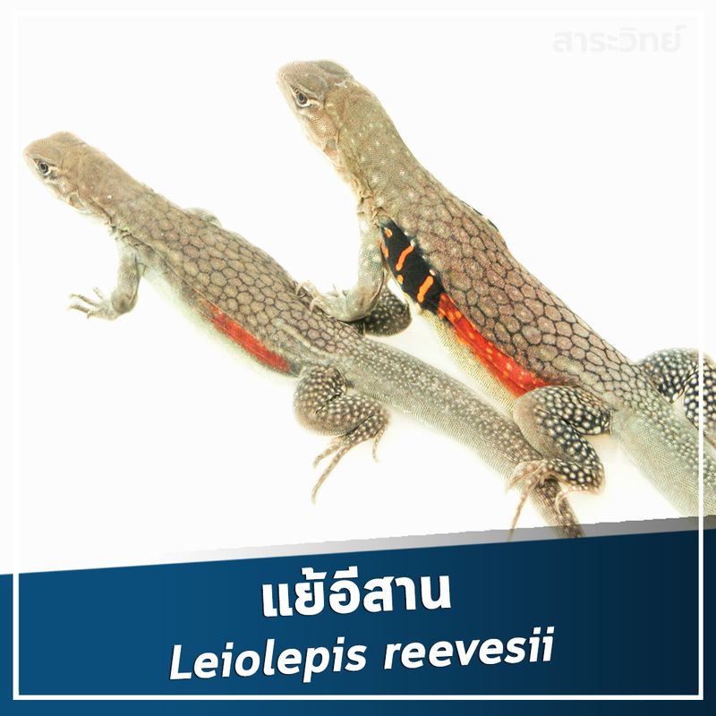 [นิตยสารสาระวิทย์] แย้อีสาน Leiolepis reevesii แย้อีสานเป็นแย้หนึ่่งใน ...