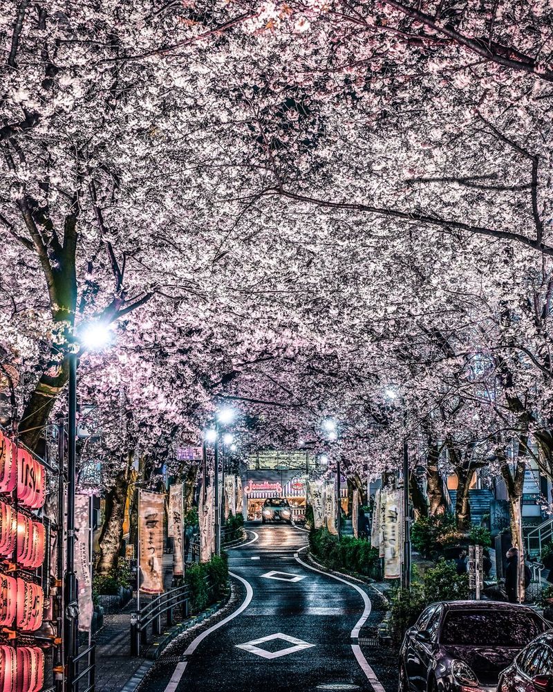 [ครบเครื่องเรื่องญี่ปุ่น] #ชี้เป้าพิกัดถ่ายรูปสวย 🌸 อุโมงค์ซากุระแห่ง ...