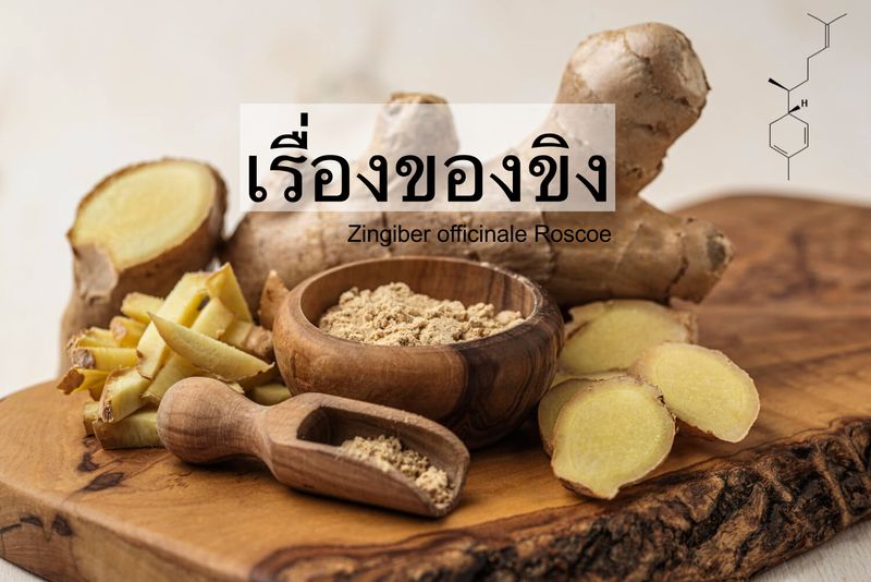 [ปิ๊กรู้ โลกรู้] เรื่องของขิง ขิง (Ginger) ชื่อทางวิทยาศาสตร์ Zingiber ...