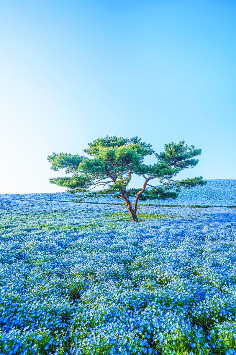[Issa] A tree surrounded by nemophila.💙