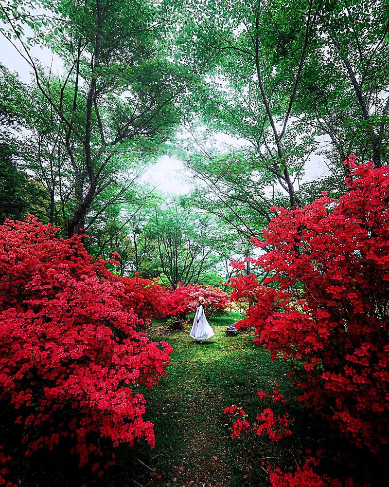 [Issa] Burning bright red azaleas.🦋🔹💙 It's a place where such a scene ...