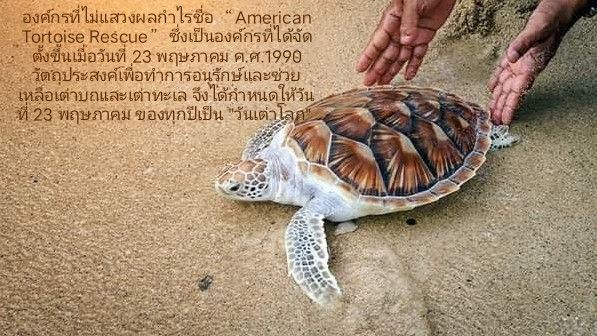 [รู้ทุกวัน หยุดรู้ไม่ได้] องค์กรที่ไม่แสวงผลกำไรชื่อ “American Tortoise ...