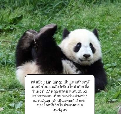 [รู้ทุกวัน หยุดรู้ไม่ได้] หลินปิง ( Lin Bing) เป็นแพนด้ายักษ์เพศเมียใน ...