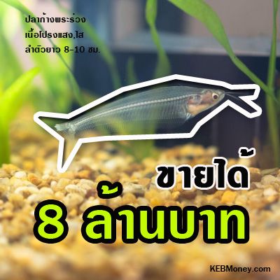 [KEBMoney] เลี้ยงปลาก้าง ขายได้ 8ล้าน ปลาสวยงามไทย มาแรงในปี 2565 และใน ...