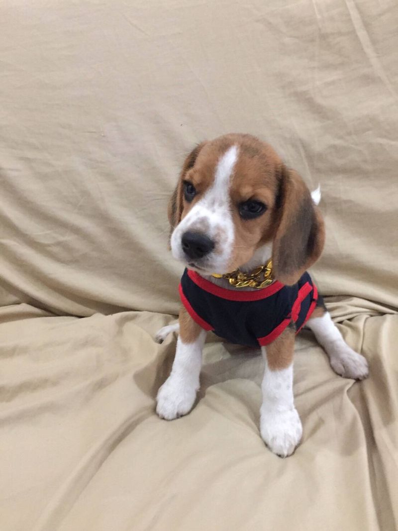 [Juid & Jolie family dogs ] โจลี่ สาวน้อยวัย 4 เดือน ที่เกิดมาเหลือรอด ...