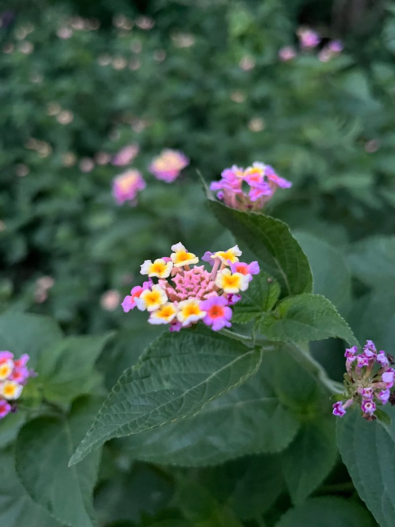 [สวนสุดเศร้ากับนายตะวัน Tree Lover Tawan ] ผกากรองต้นไม้ใกล้ตัวที่ ...