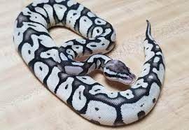 [BALL PYTHON] Axanthic Ball Python (Black and White Ball Python)