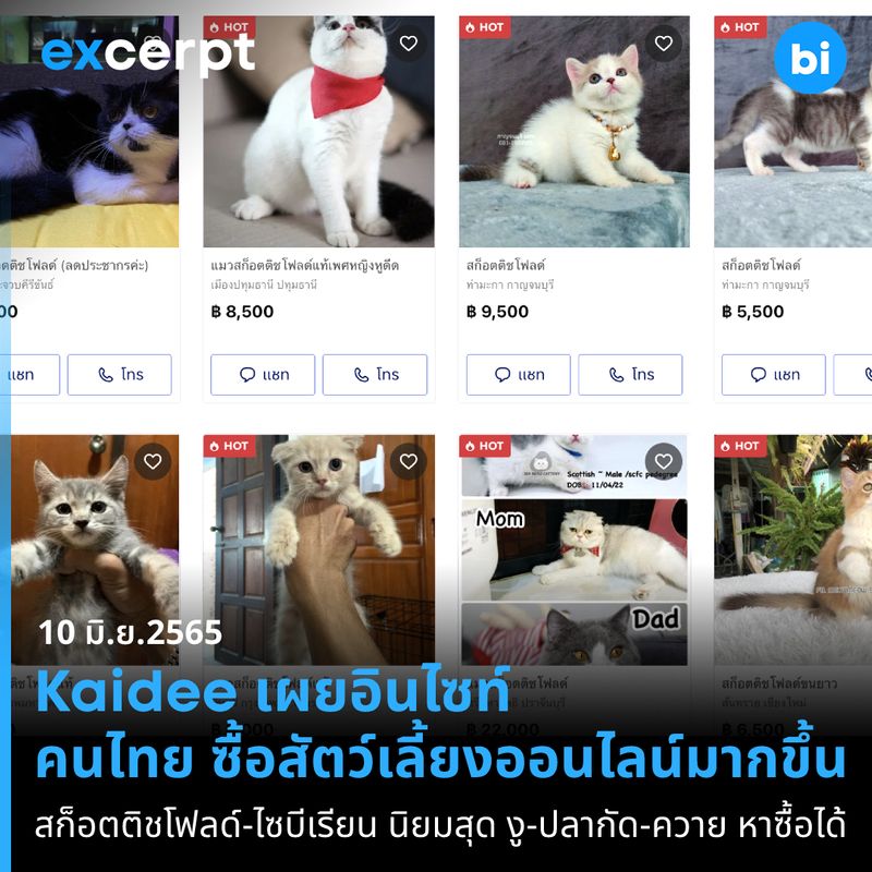 [Brand Inside] Kaidee เผยอินไซต์คนไทยซื้อสัตว์เลี้ยงออนไลน์มากขึ้น ทั้งสก็อตติสโฟลด์ ไซบีเรียน ...