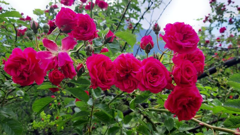 อยากเขียน | Podcasts