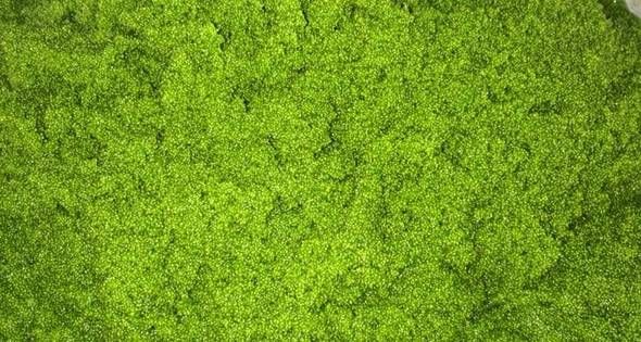 [สวนสุดเศร้ากับนายตะวัน Tree Lover Tawan ] รู้หรือไม่ - ไข่ผำ เป็นพืช ...