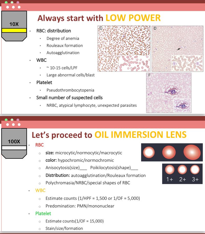 [2H: Happy Hemato] การอ่าน Peripheral blood smear (PBS) 1. ก่อนเริ่มดู ...