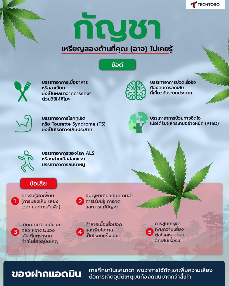 [techtoro] กัญชา เหรียญสองด้านที่คุณ อาจ ไม่เคยรู้ 🌱 หลังจากวันแรกที่