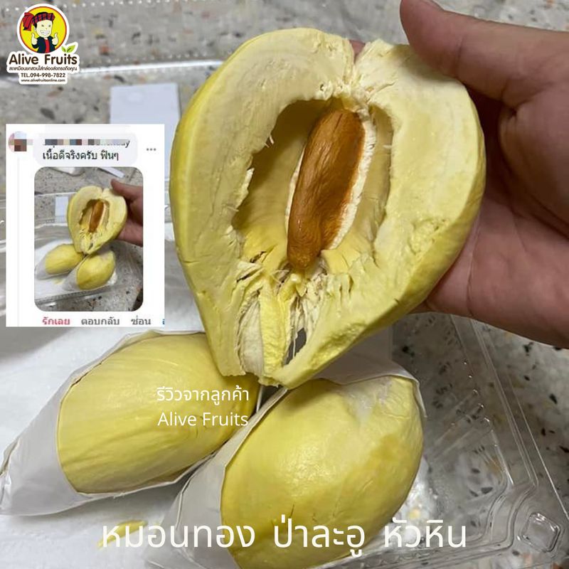 [Alive Fruits] 🌿ทุเรียน 🌿ป่าละอู🌿จากหัวหิน เป็นทุเรียนหมอนทองที่ขึ้น ...